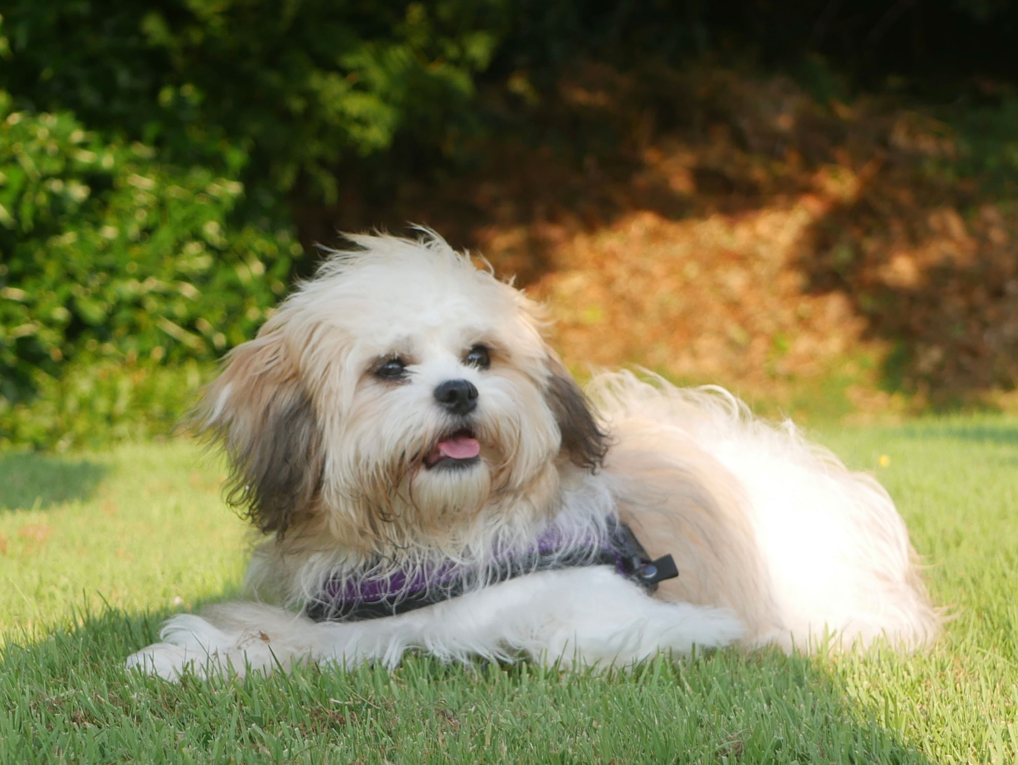 Puppy Packages - Kirsty's Pet Clinic